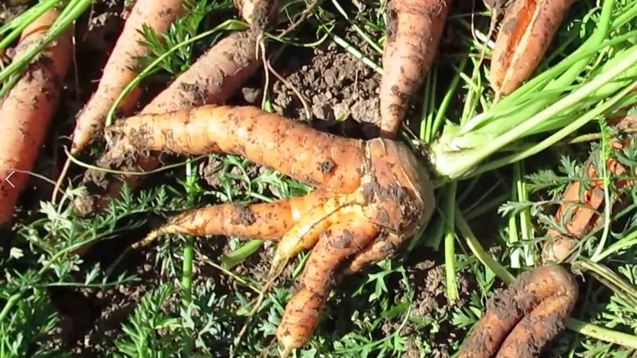 Почему морковь рогатая