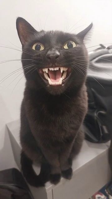 АЛИСА НАУЧИЛАСЬ ОЖИВЛЯТЬ ИЗОБРАЖЕНИЯ. БЕСПЛАТНО. БЕЗ VPN