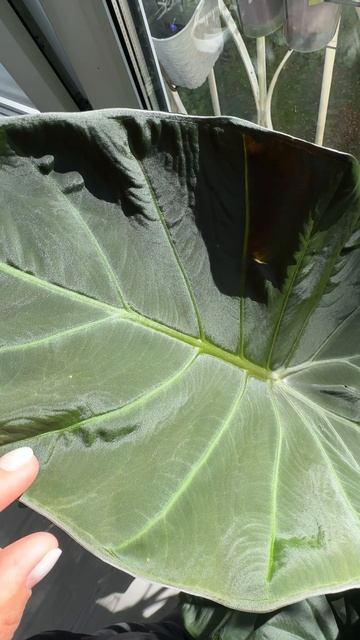 Молодой лист алоказии Регал Шилдс в лучах солнца