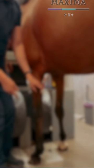 ДИАГНОСТИКА ЛОШАДЕЙ в МАКСИМА ВЕТ!