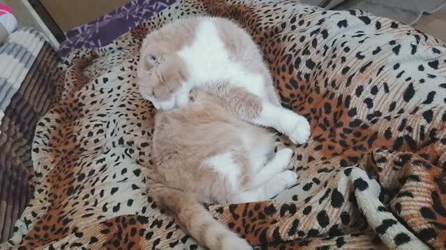 Умывается наш кот, он гостей наверно ждёт #котики #любимыепитомцы#кошачьирадости