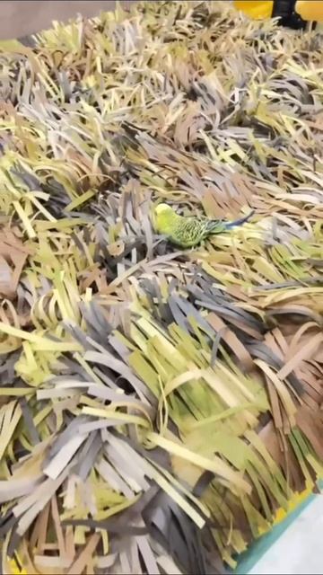 прогулка попугая