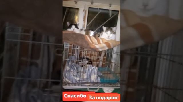 Подарок моим кошкам. Просто прекрасно! Давно мечтала о таком!