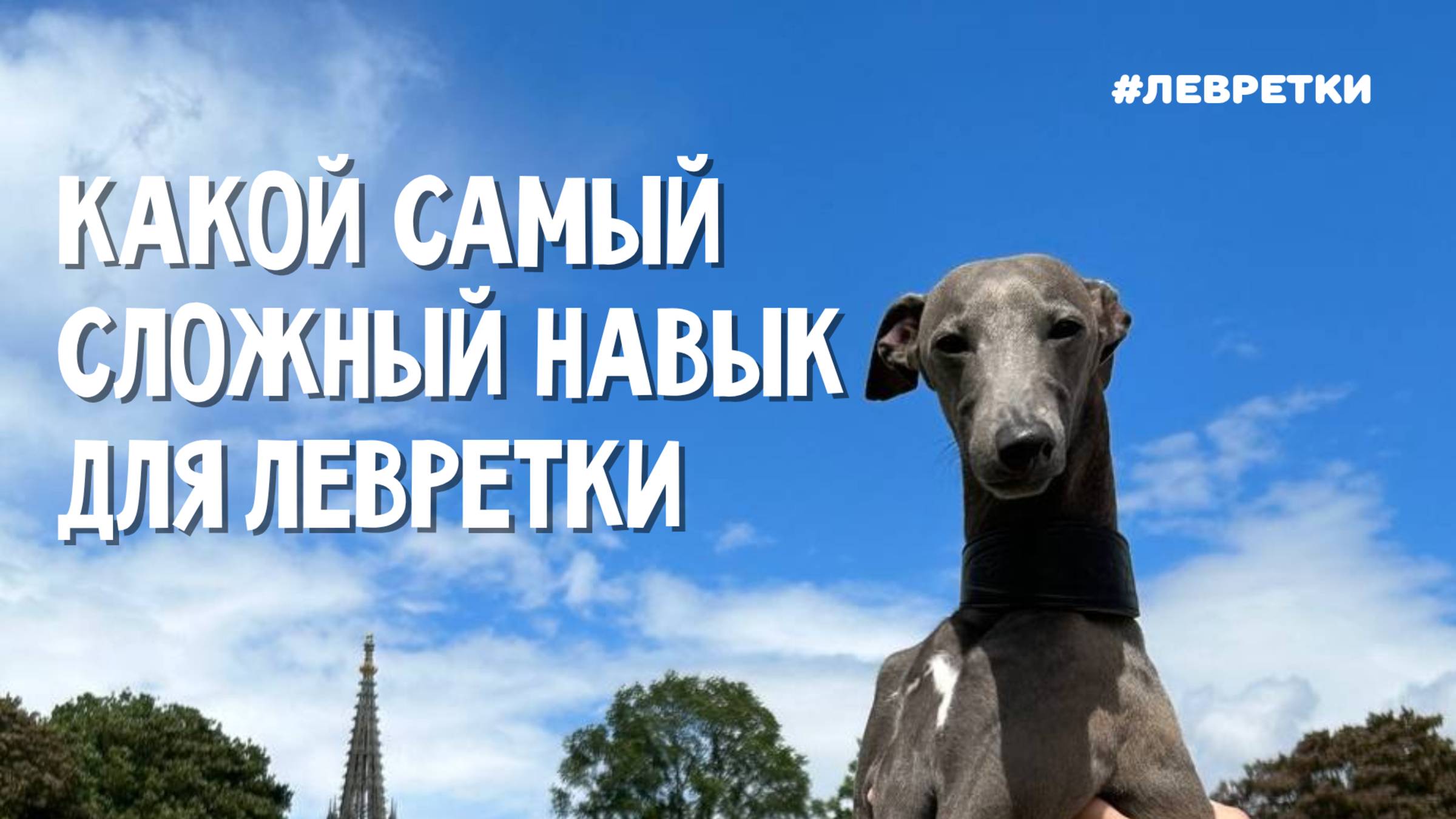 ЛЕВРЕТКИ НЕПОСЕДЫ.