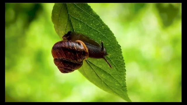 Интересный факт: «Улитка и два пути»