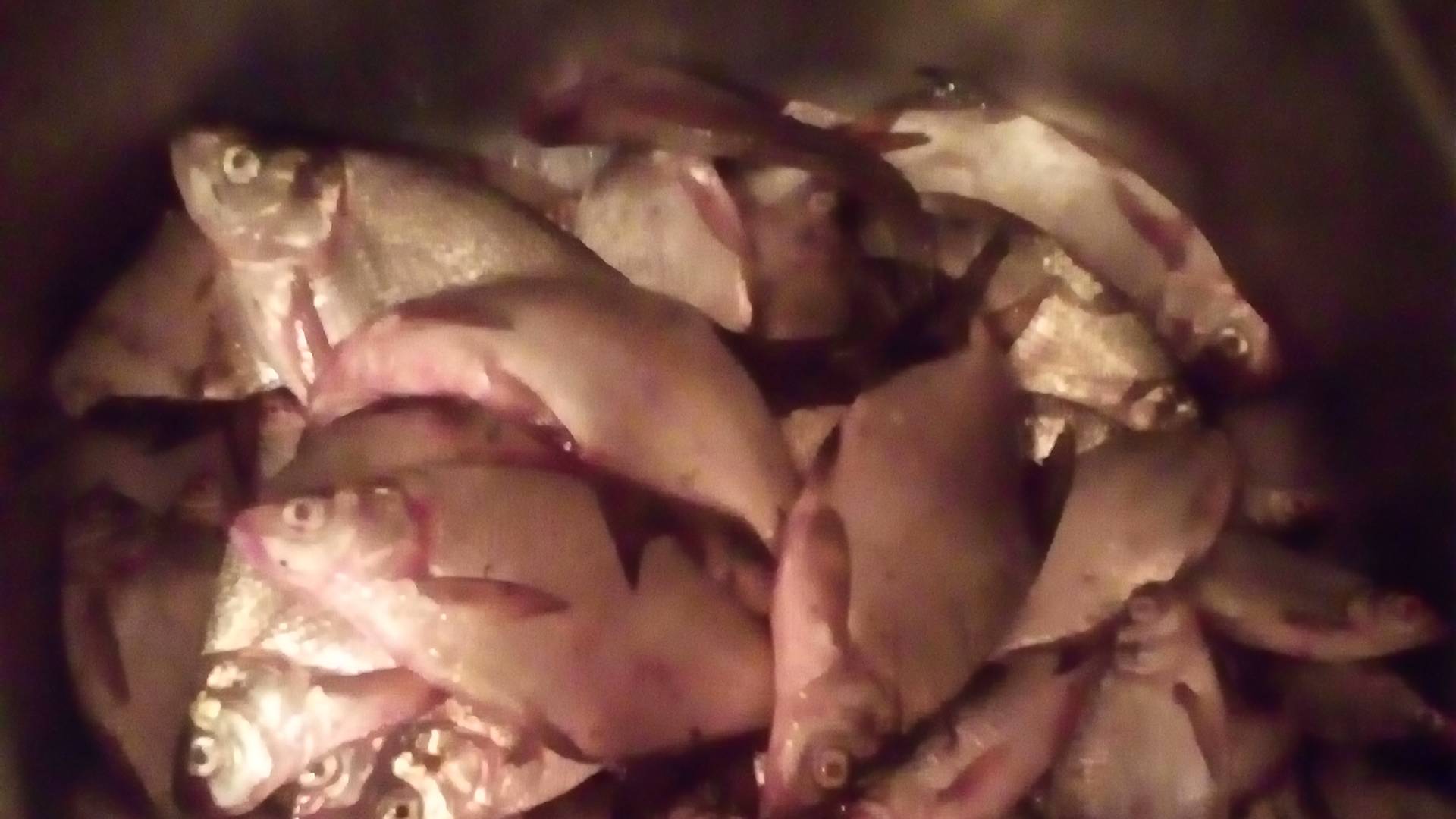 НА РЫБАЛКЕ ПОСЛЕ ВЧЕРАШНЕГО ЖОРА