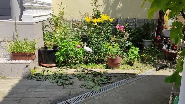 "Виноградный" Гостевой дом в Дивноморском