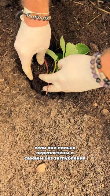 ОСЕННЯЯ ПОСАДКА КЛУБНИКИ