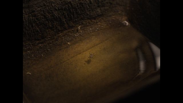 Трейлер фильма «Отца сын»