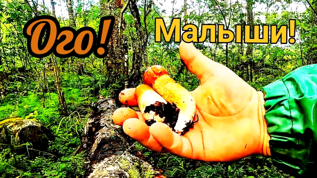 Даже дождь не помешал грибникам! Ведь такое пропускать нельзя!