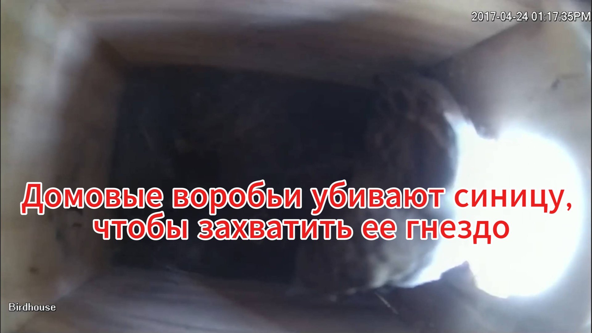 Пара домовых воробьев ловит и убивает синицу-гаичку, чтобы занять её гнездо