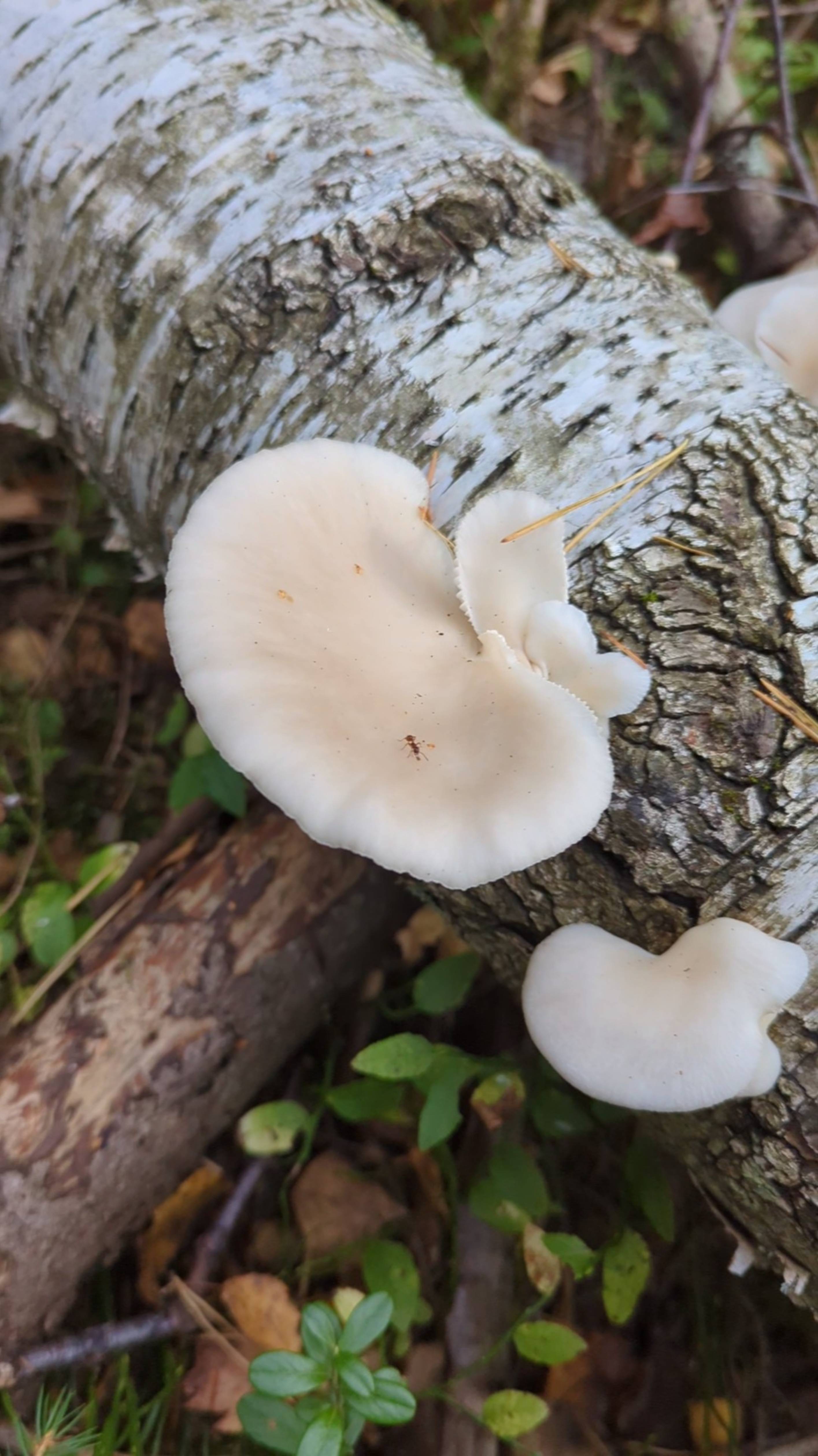 Вёшенка лёгочная, 17.09.25г. #грибы