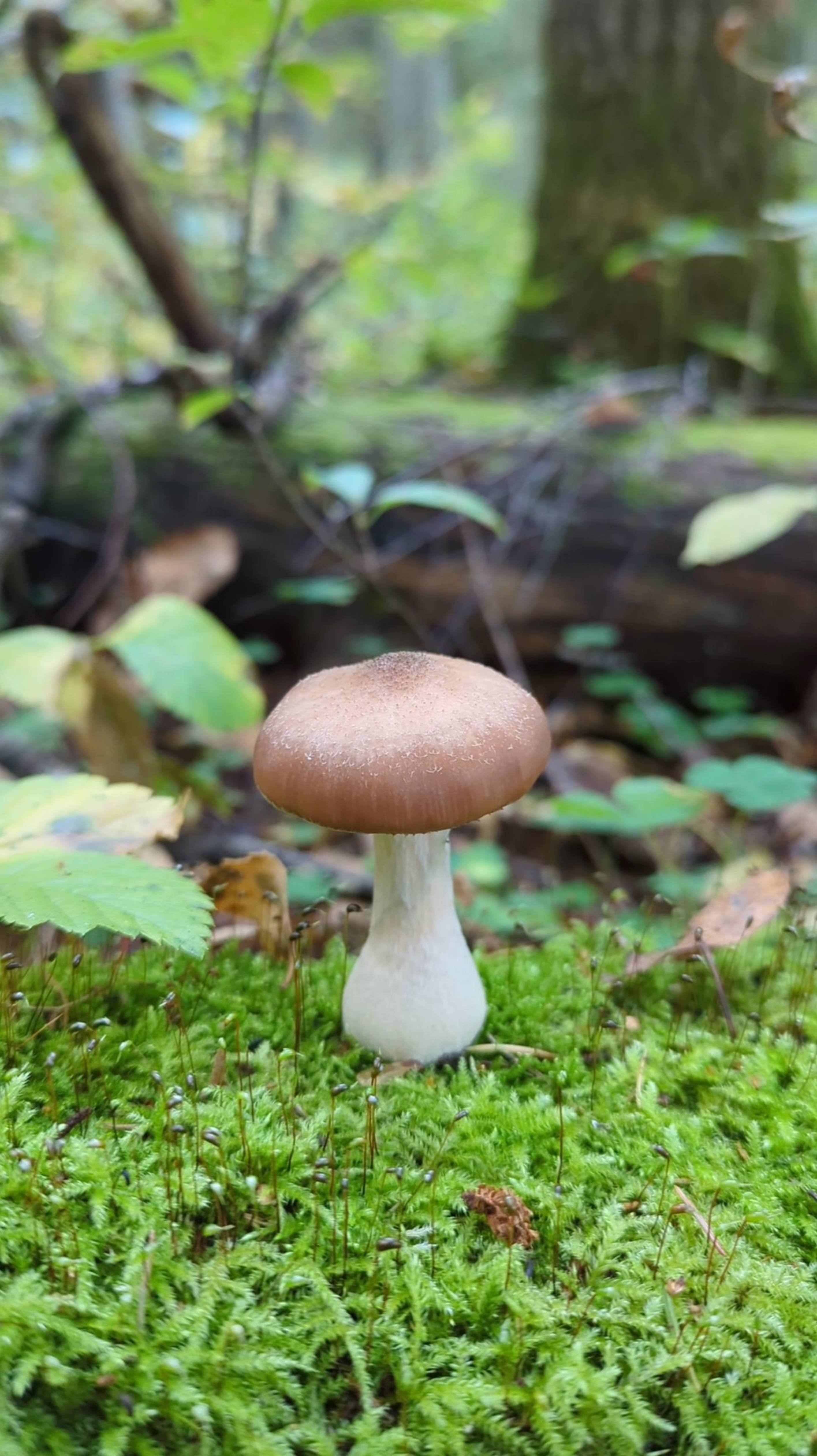 Опёнок толстоногий, 17.09.25г. #грибы