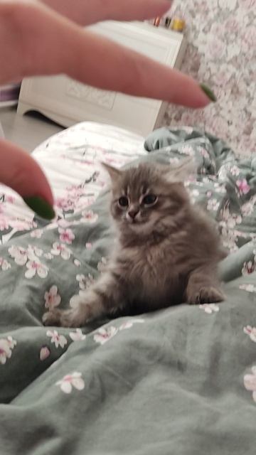 Так начинается утро