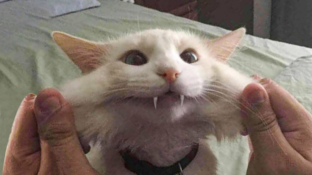 ПРИКОЛЫ С ЖИВОТНЫМИ ДО СЛЕЗ #205 Смешные КОТЫ И СОБАКИ  Приколы