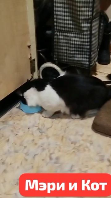 Женшина- инвалид,кот и собачка. Три одиночества ,голод и бедность. ( В комментариях описание)