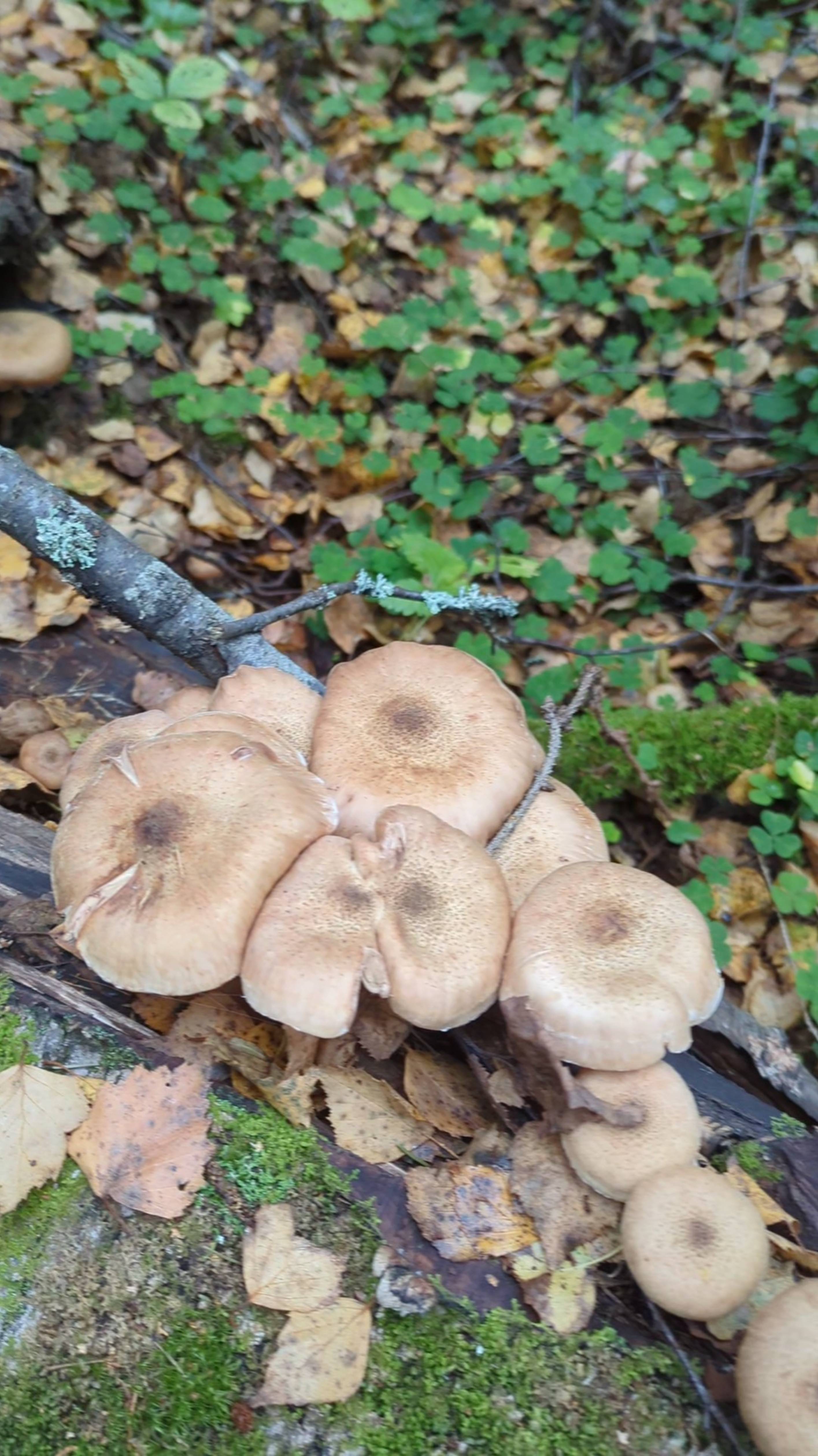 Опята, Радченко 17.09.25г. #грибы