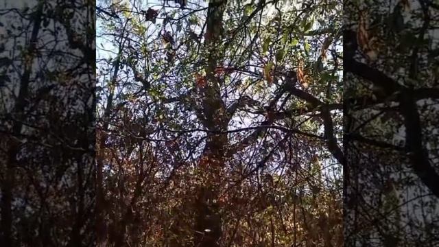 Лес - мой Храм.