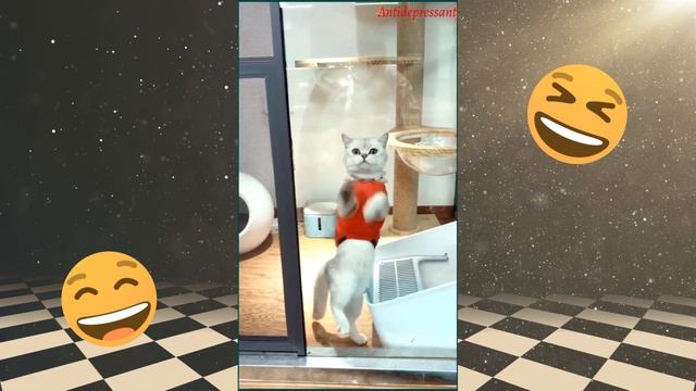 Я РЖАЛ ДО СЛЕЗ 😂 ОТБОРНЫе ПРИКОЛы, Смешные видео - Лучшие ПРИКОЛЫ #6