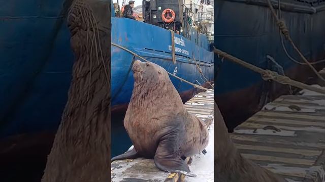 Сивучи устроились на зимнее лежбище на Камчатке Смотреть Бесплатно  всем