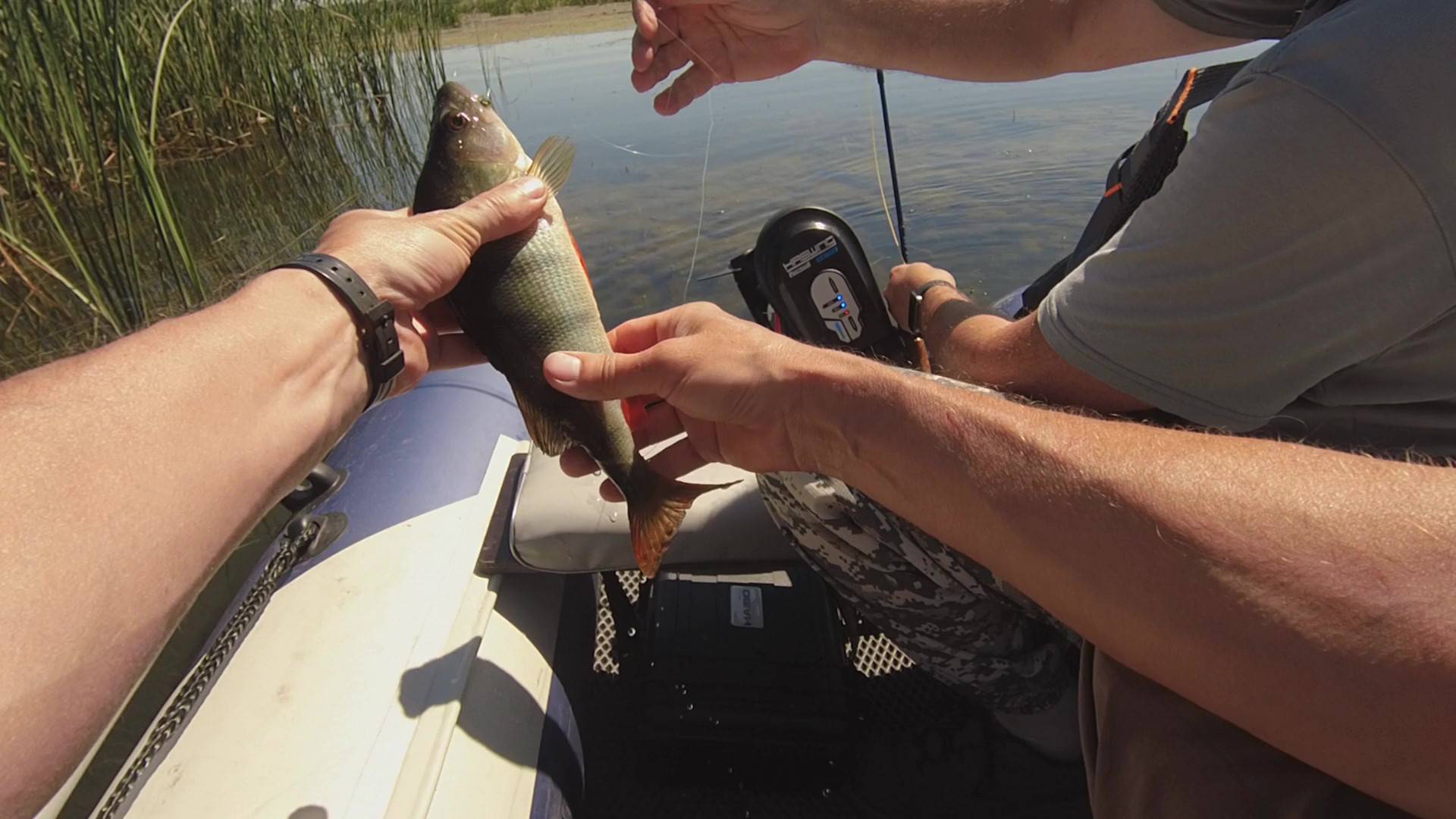 Окунь на живца нахлыстом