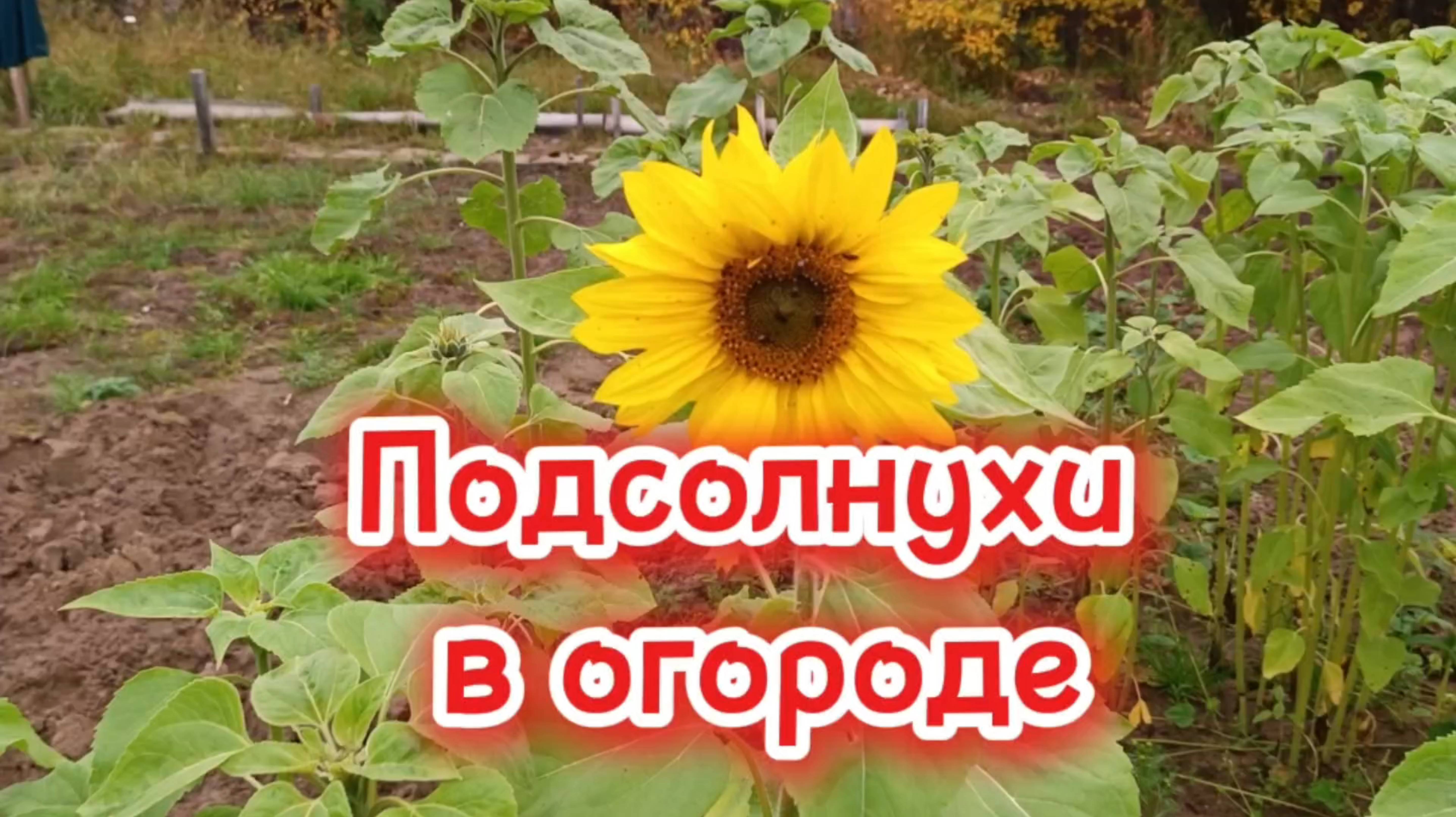 Подсолнухи.