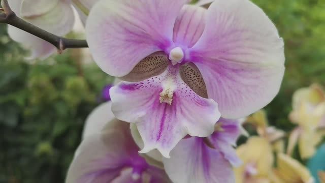 Пересадка орхидеи Биг лип в новый супер грунт #орхидея #биглип #серамис #орхиата