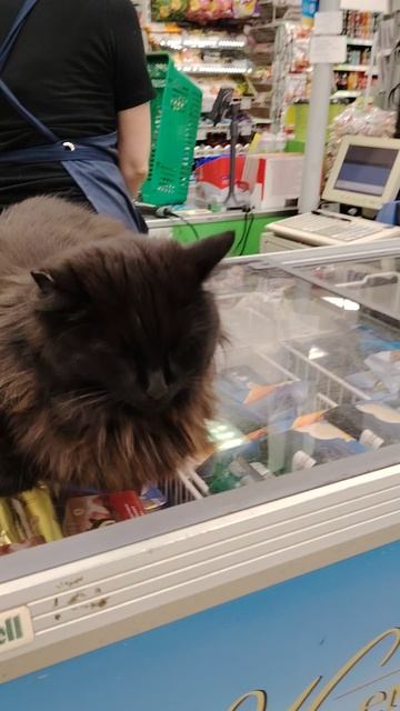 Кошка Маруся охраняет мороженое ©20250917