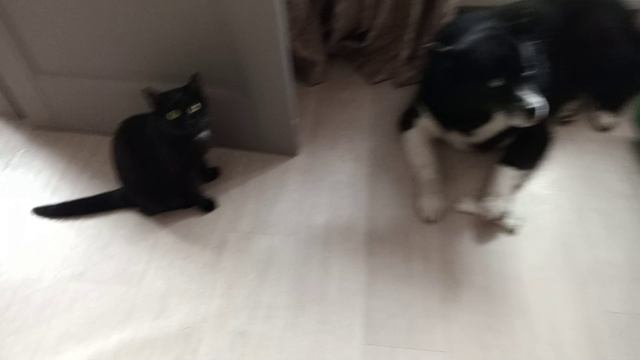 Лаки Волк держит осаду от котиков