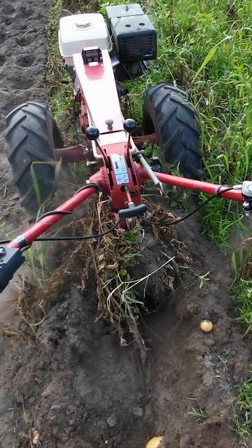 Копаю картошку прямо по ботве и траве без покоса мотоблоком МТЗ Беларус-09Н.