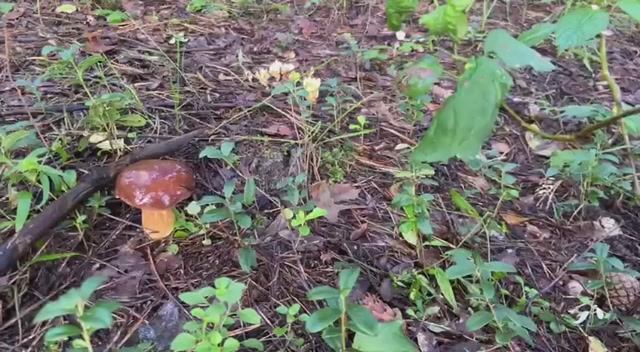 Прогулка по лесу за грибами. Глухие белые и боровики. 27 августа