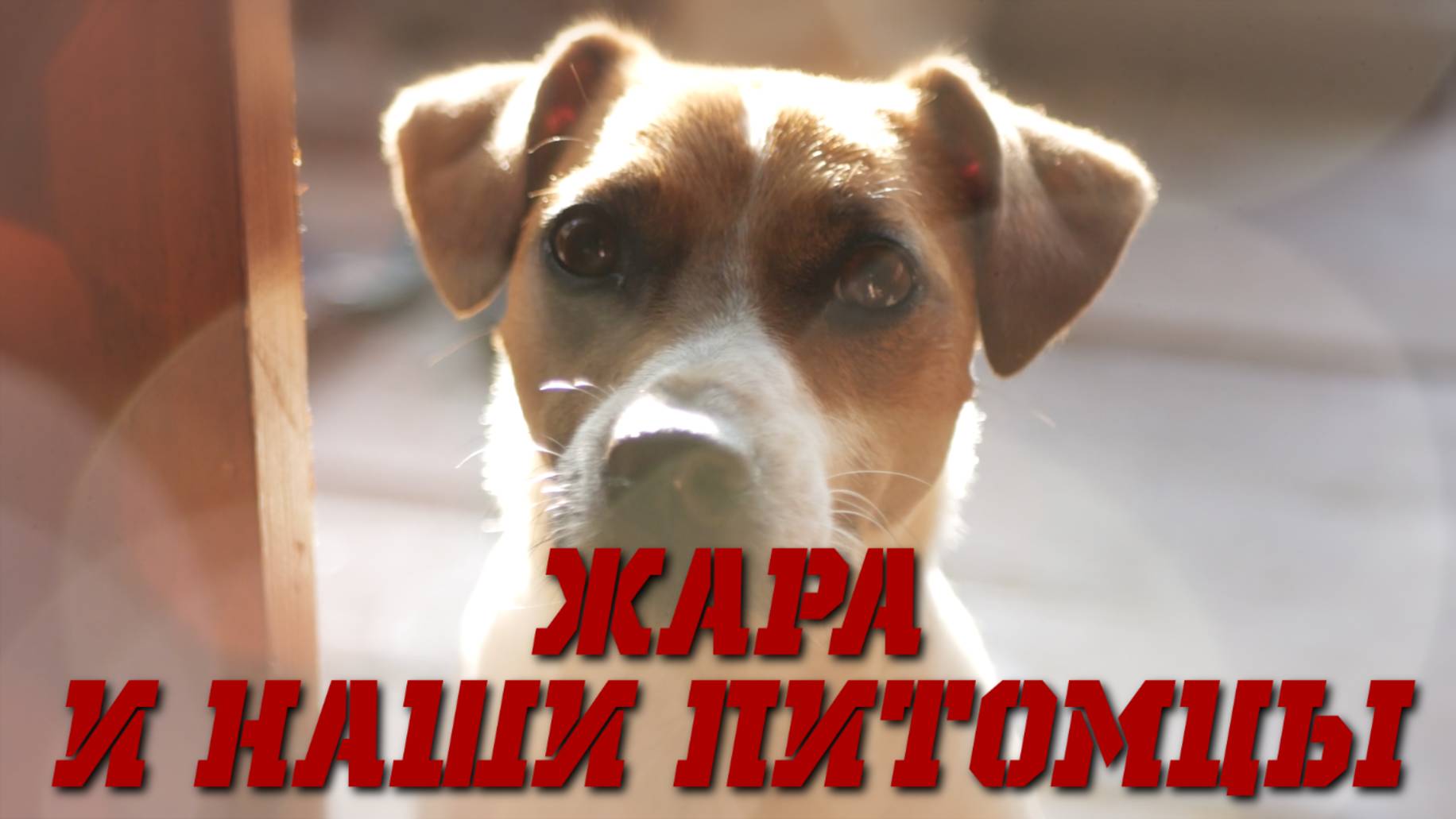 Жара и наши питомцы. Как им помочь чувствовать себя комфортно в жару?