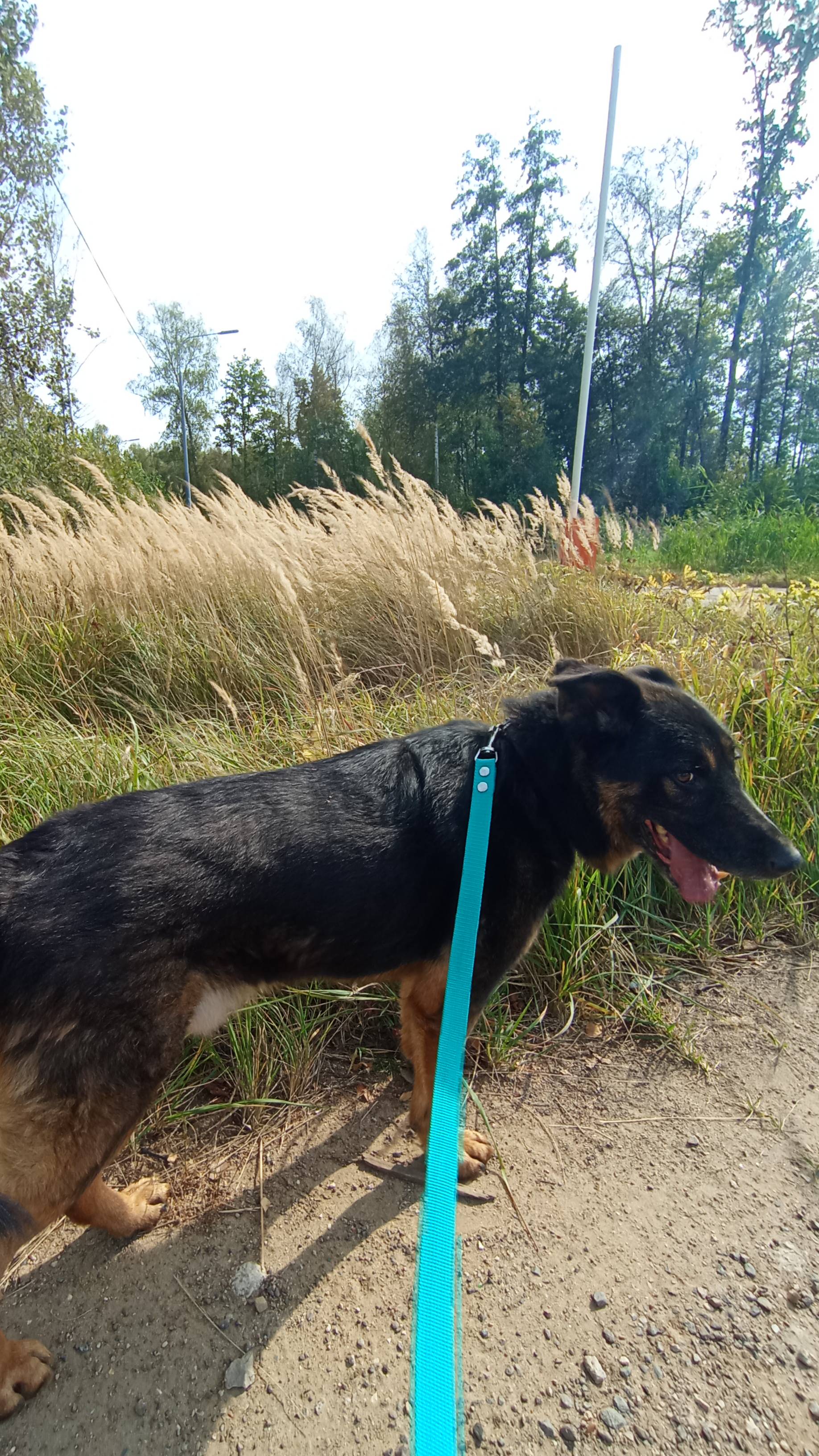 Осеннее настроение глазами Лукаса🧡🐾🍂🍃 ❥ Приют в Малинках