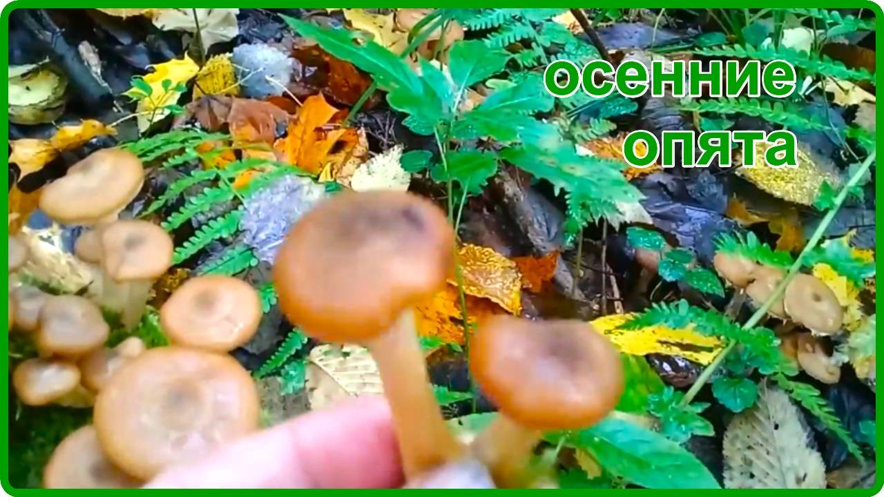 Грибная охота продолжается__ НАСЛАЖДАЕМСЯ ЛЕСНЫМИ КРАСОТАМИ И СОБИРАЕМ ОПЯТА