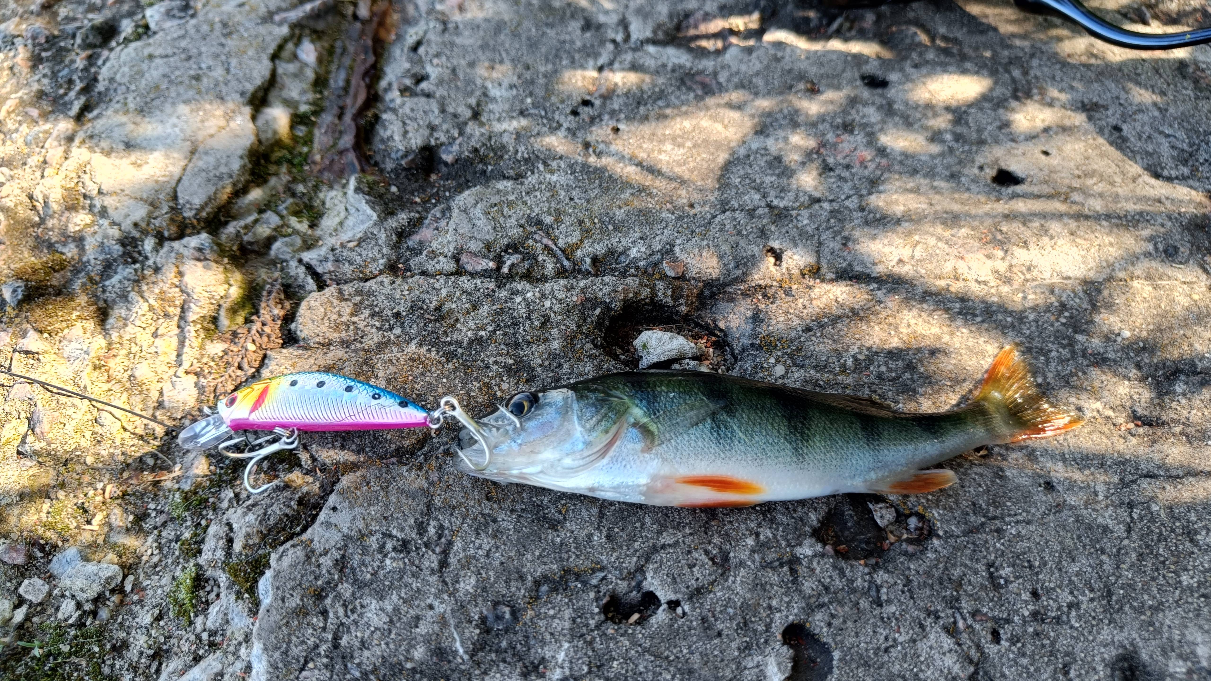 Ловим окуня на воблеры! Спиннинг с берега возле парка.