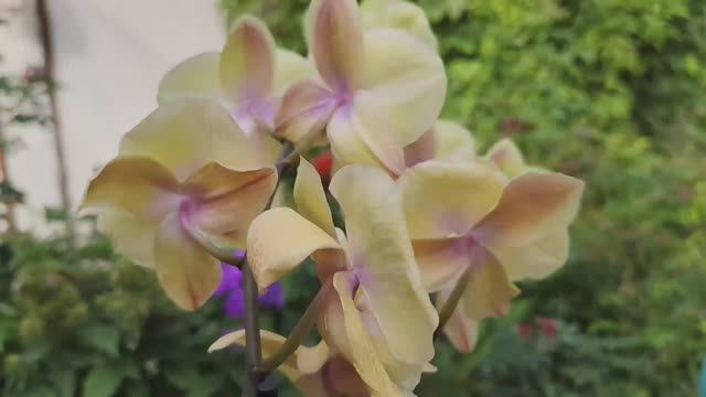 Пересадка желтой орхидеи Биг лип с плохими корнями в серамис #орхидея #биглип #серамис #орхиата