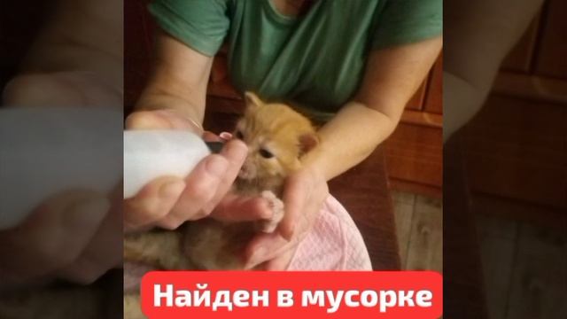 Брошен был в помойку,но волей Божию спасён.