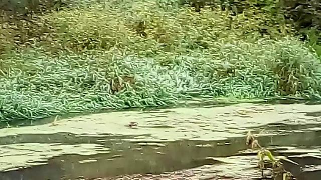 НОВЫЕ ПРИКЛЮЧЕНИЯ НА ОХОТЕ ,НАХОДКИ ВЫЖИВАЛЬЩИКА ,РАЗБОР УСТРОЙСТВА СОБАКИ .