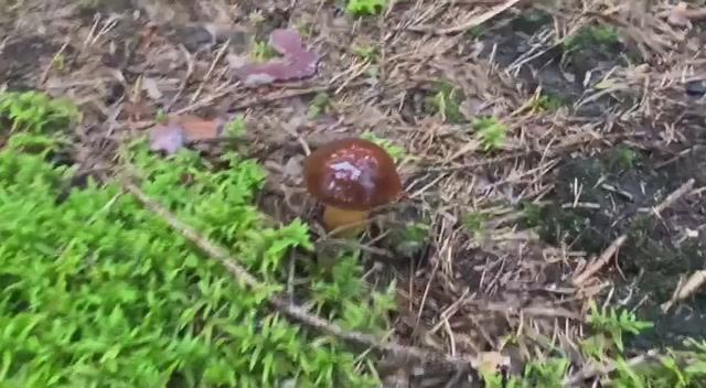 Вечерняя прогулка в лес за грибами. 26 августа