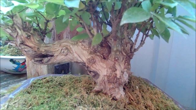 БонZай музыка осени 2025 год