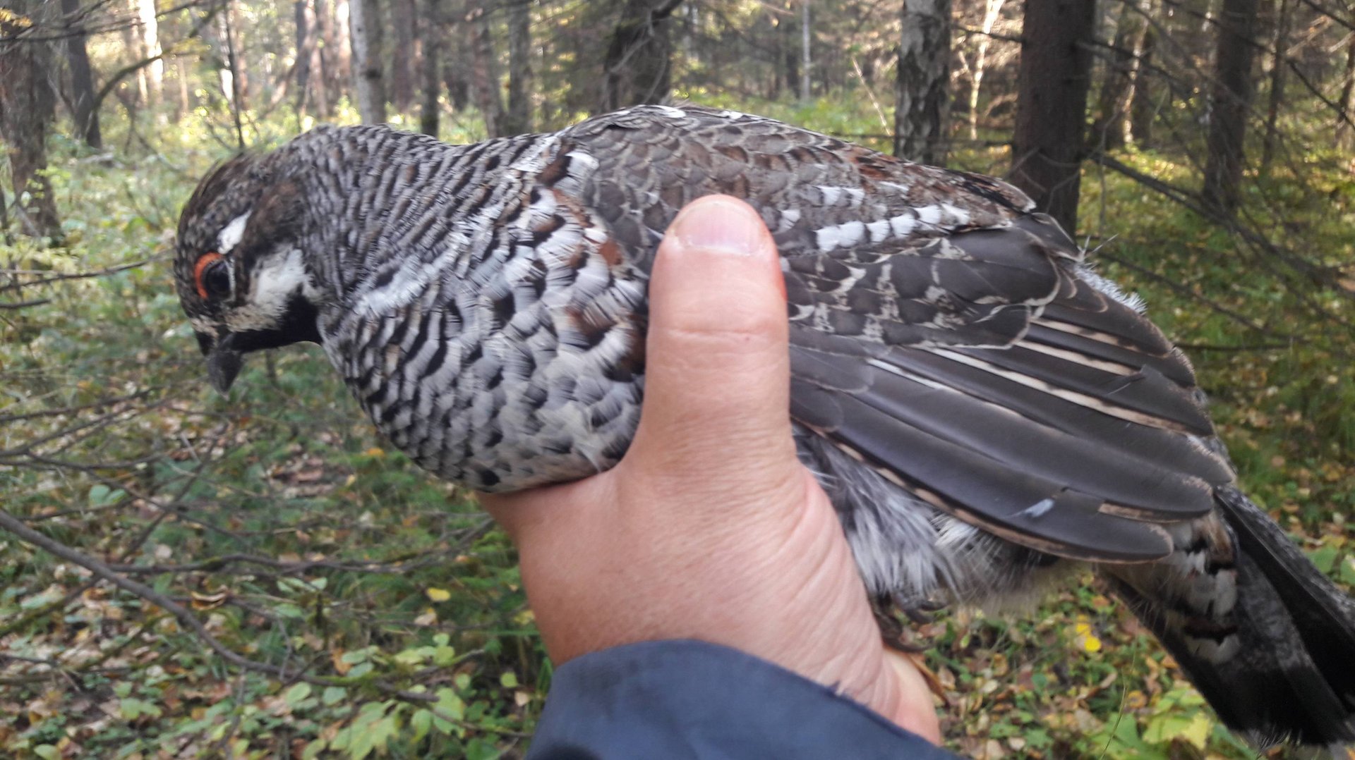 ОХОТА НА РЯБЧИКОВ-МОЛЧУНОВ 2