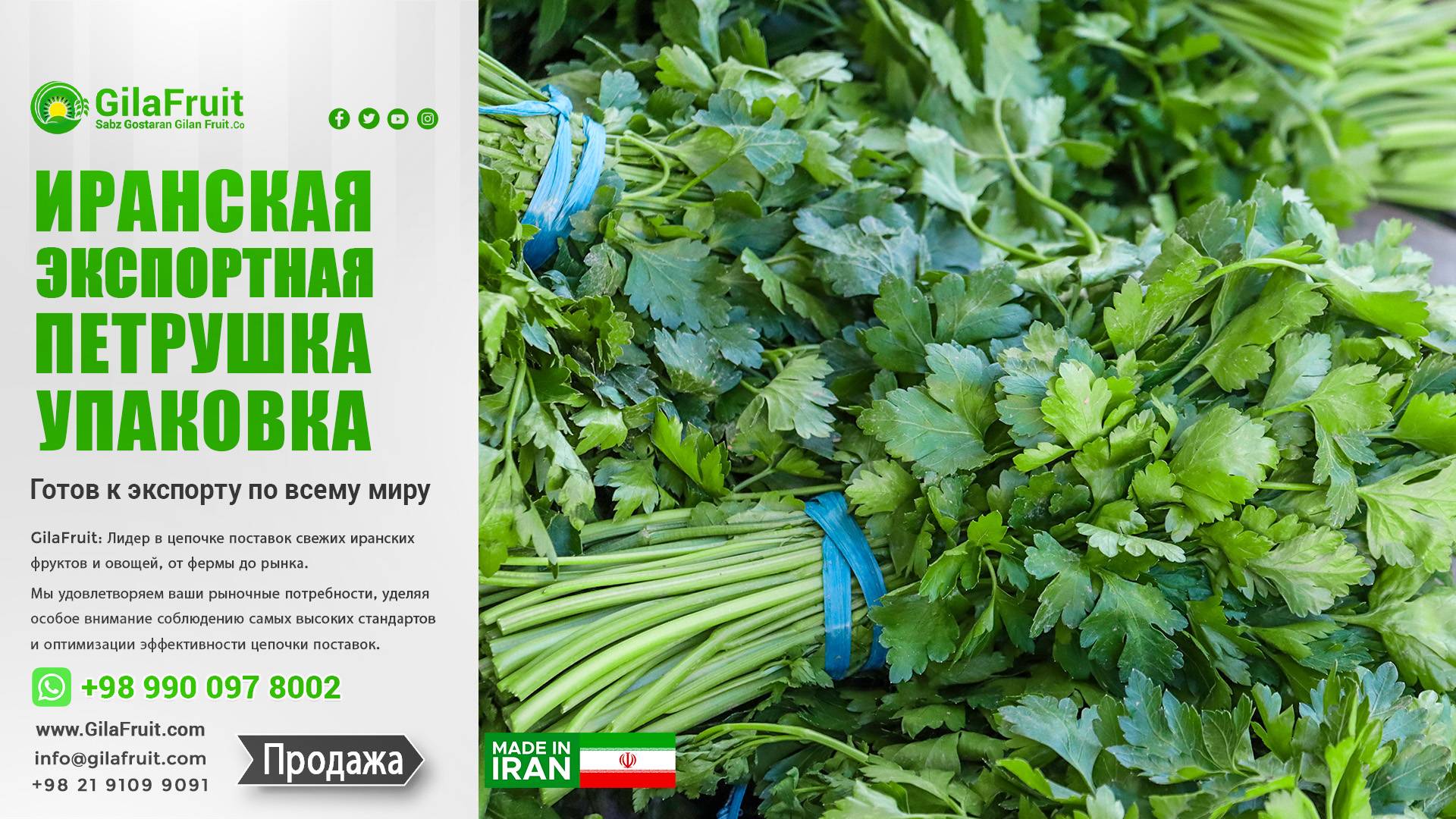 Иранская экспортная петрушка Упаковка