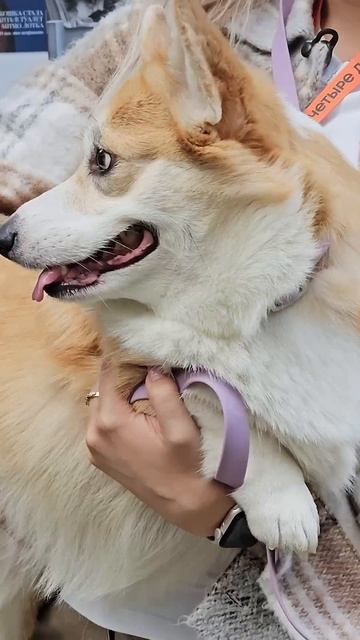 Умные и красивые, добрые и веселые – все это о гостях «Четыре лапы феста»