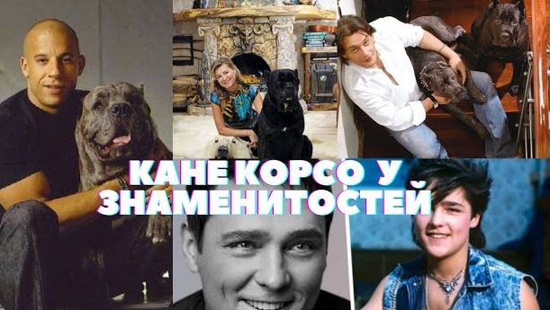 Что скрывает Вин Дизель,Домогаров,Шатунов? Собаки знаменитостей