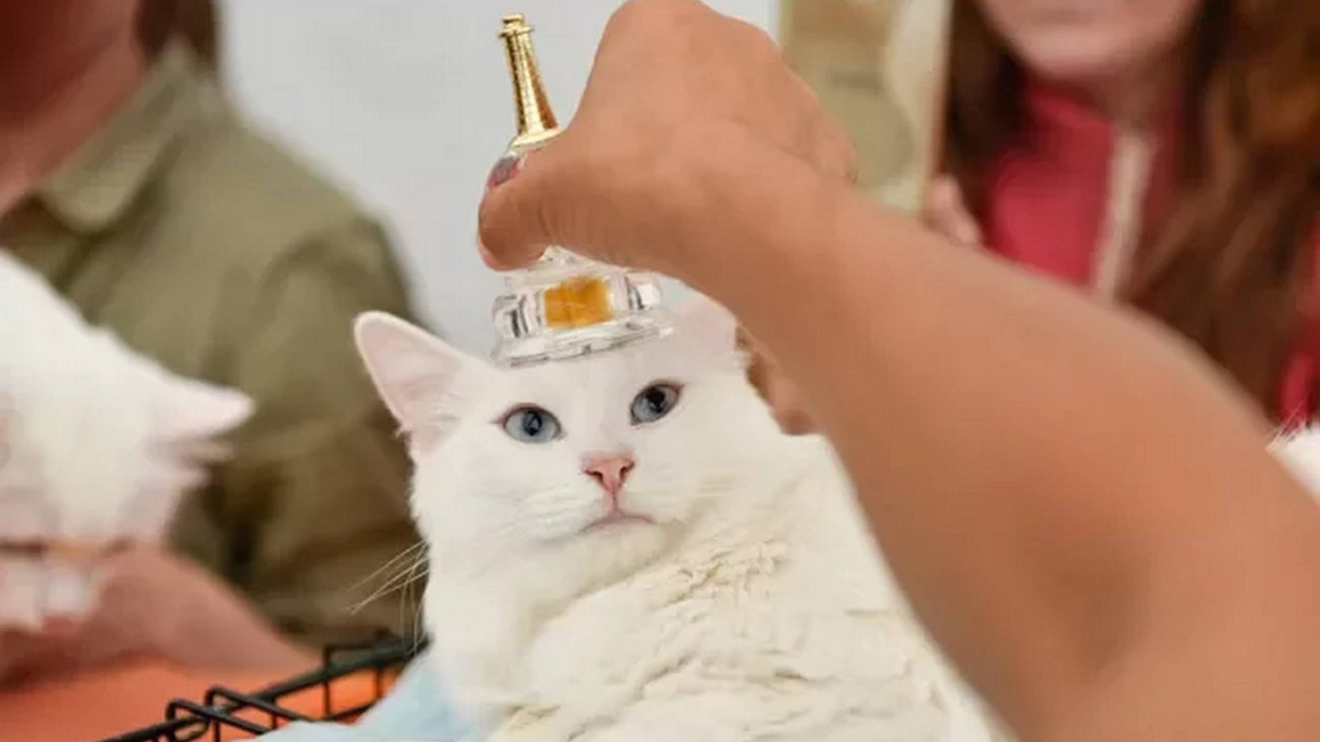 В Москве буддисты провели День помощи животным (2017 г.)