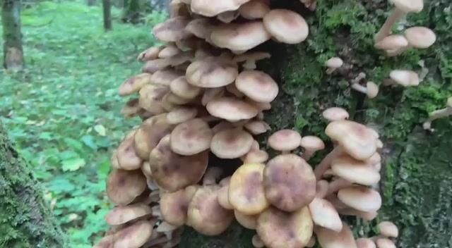 Нарезали море опят. 4 сентября