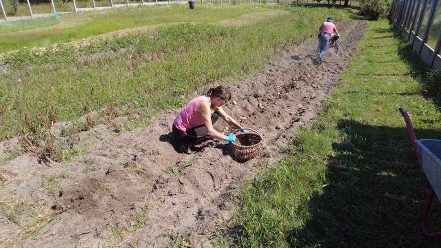Моя новая песня. День урожая.