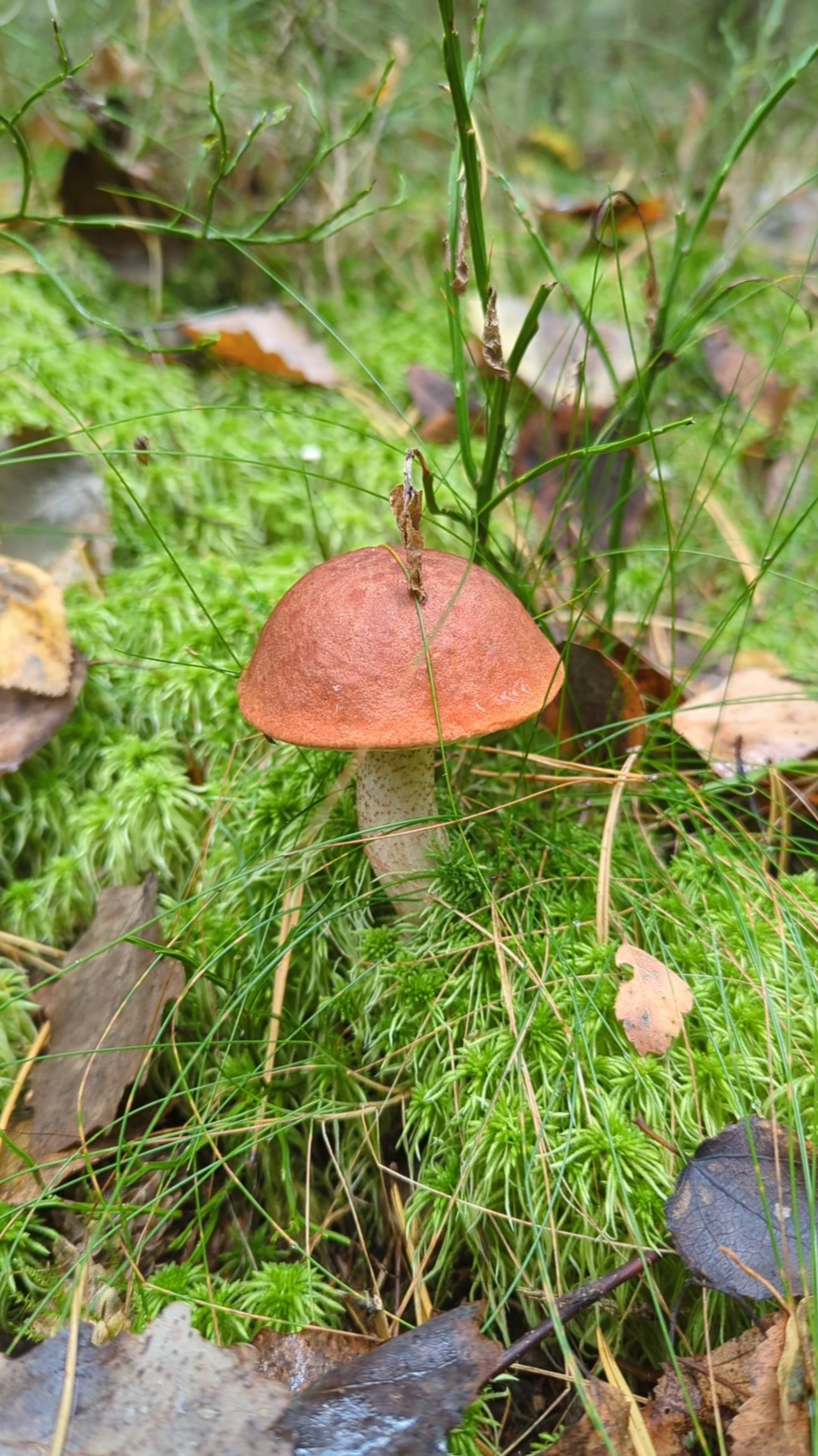 Подосиновик красный, 17.09.25г. #грибы