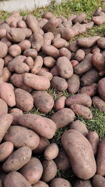 Купили картошку. шок цена #картошканазиму #покупкакартошки #заготовкиназиму #ценанакартошку #овощи