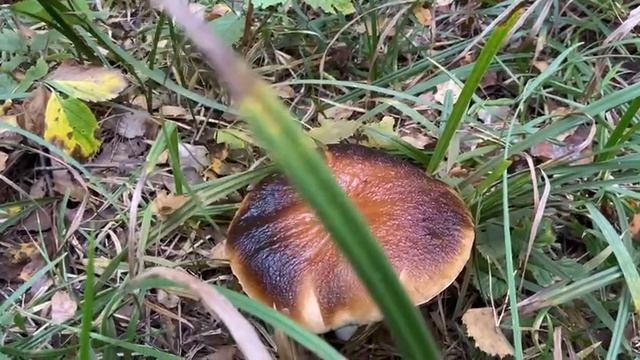 Прогулка в лес за грибами 9 сентября. Боровики, Глухие белые (зеленый моховик).